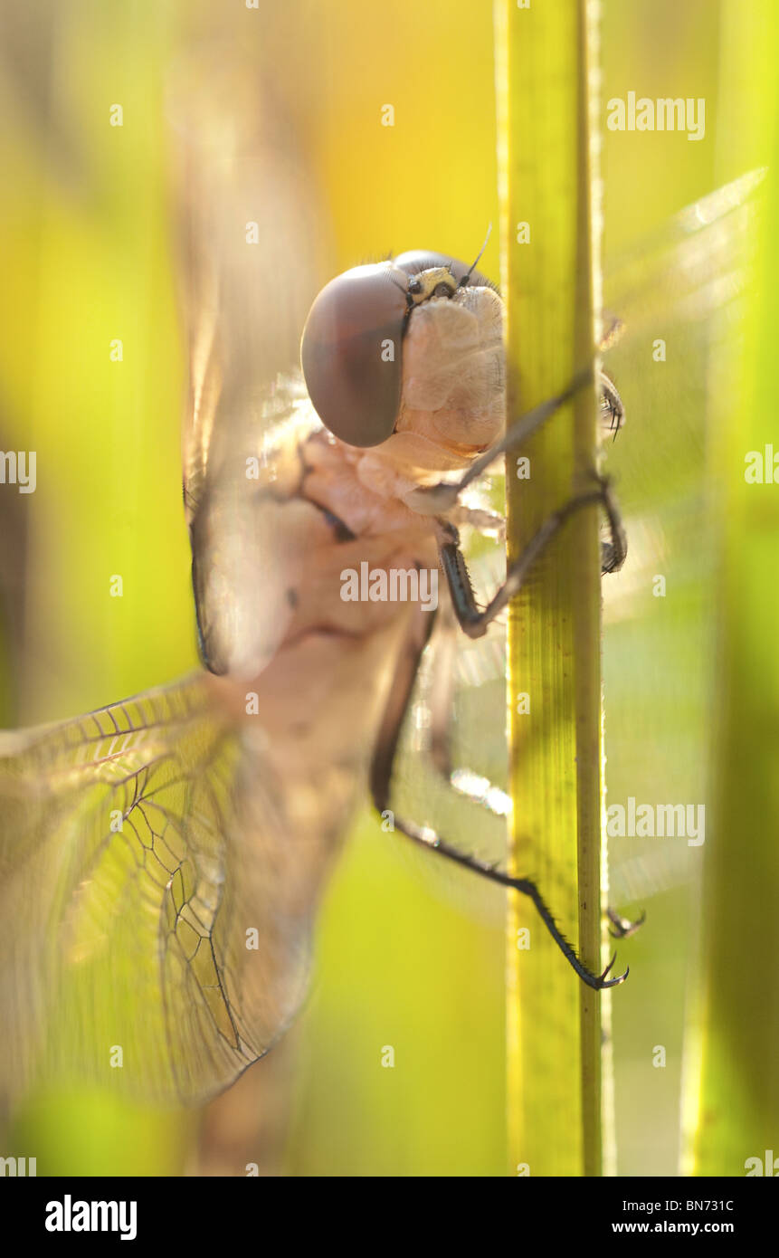 newly emerged dragonfly waits for the sun to warm its wings Stock Photo ...