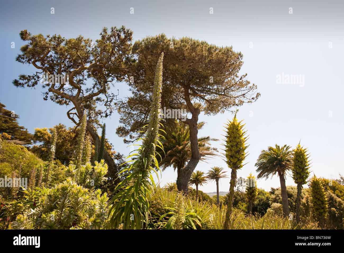 Tropical plants able to grow in the Abbey Gardens,Tresco,Scilly due to ...
