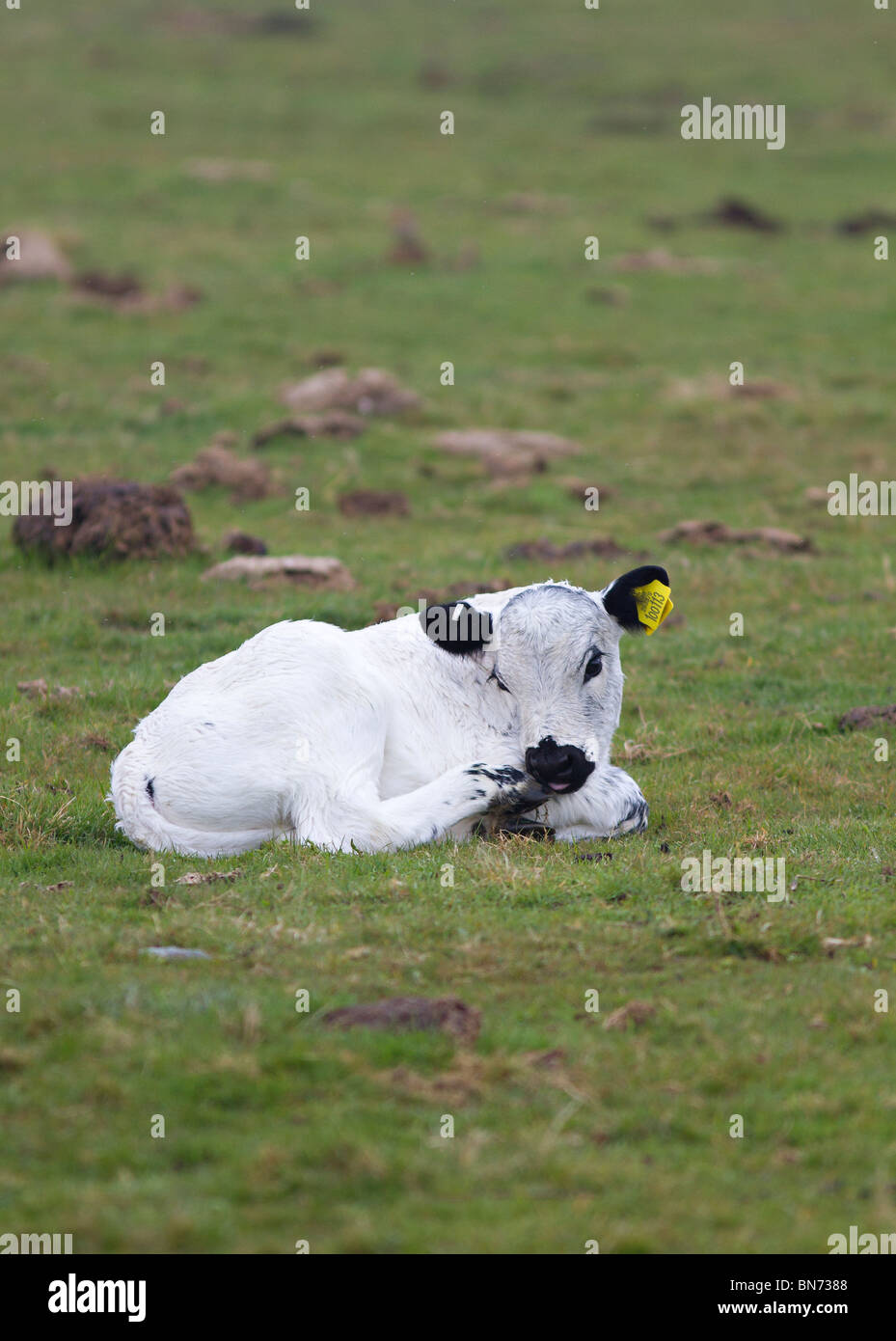 A single British White calf in field in Sussex, UK Stock Photo - Alamy