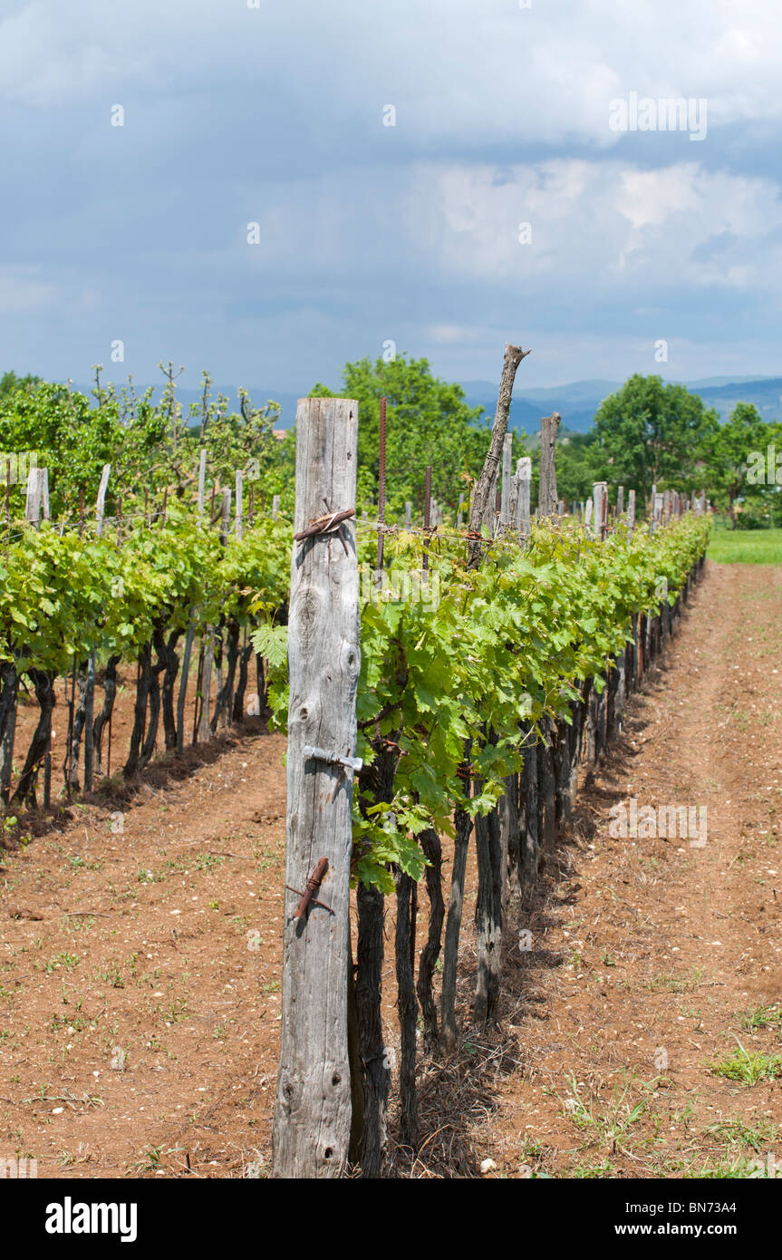 Tuscany italy vineyard hi-res stock photography and images - Alamy