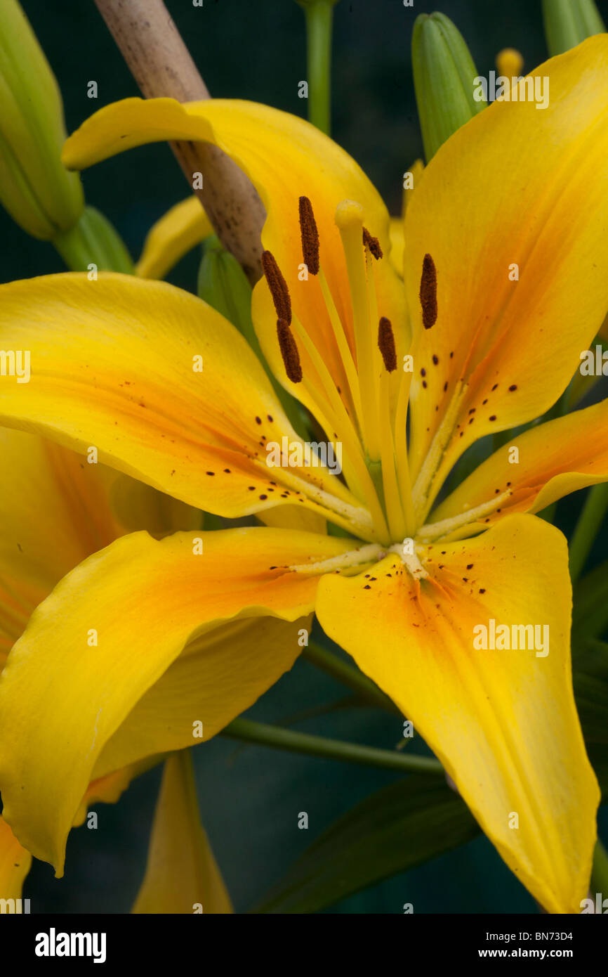 Stunning Yellow lilies Stock Photo - Alamy