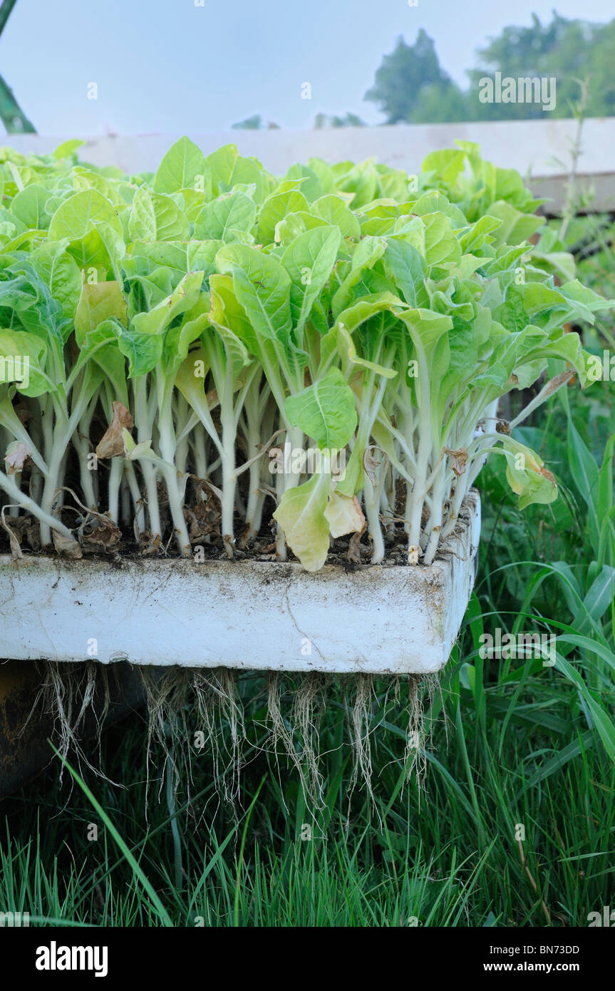 Burley tobacco plants ready for planting in Kentucky USA Stock Photo ...