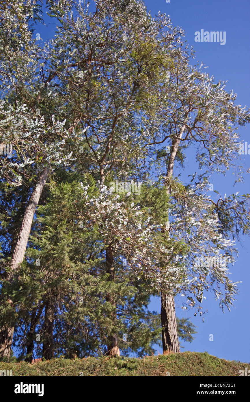 Eucalyptus polyanthemos hi-res stock photography and images - Alamy