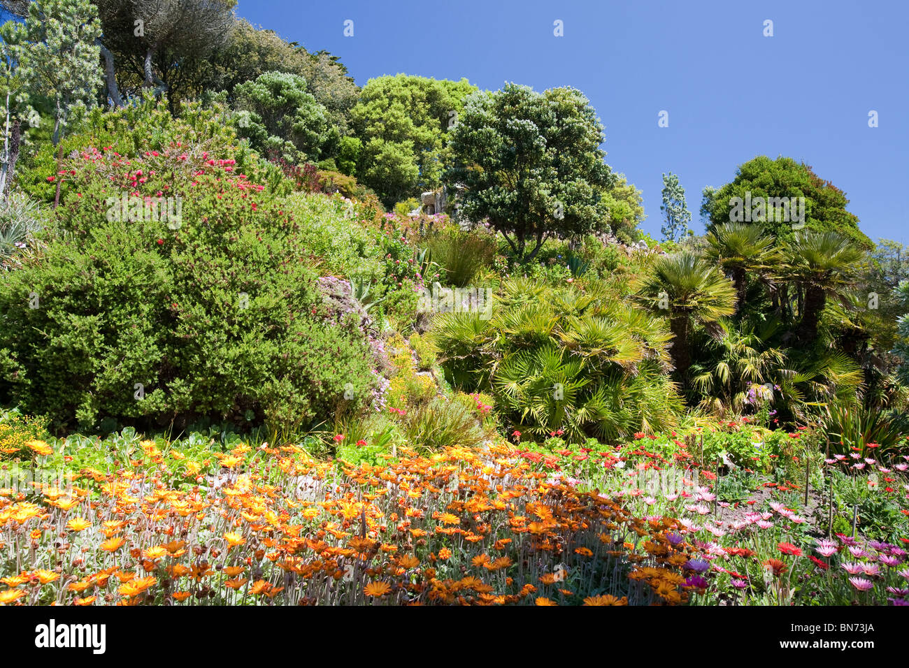Tropical plants able to grow in the Abbey Gardens,Tresco,Scilly due to ...