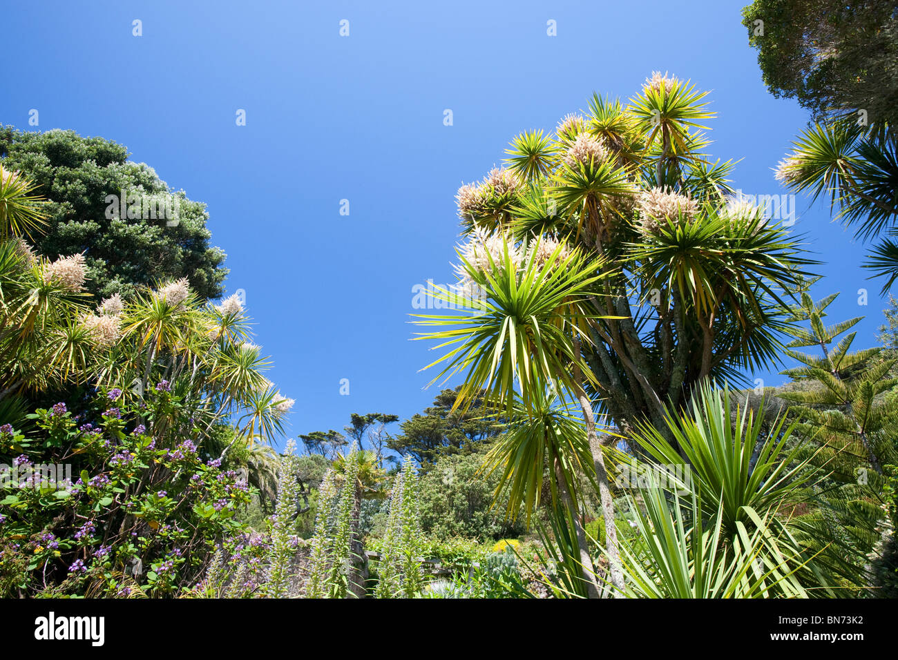 Tropical plants able to grow in the Abbey Gardens,Tresco,Scilly due to ...