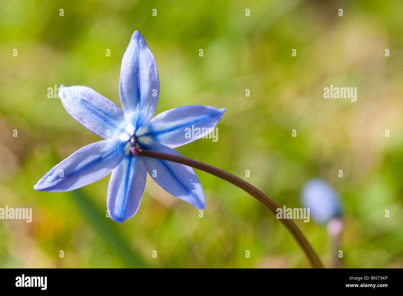 Squill from behind Stock Photo - Alamy