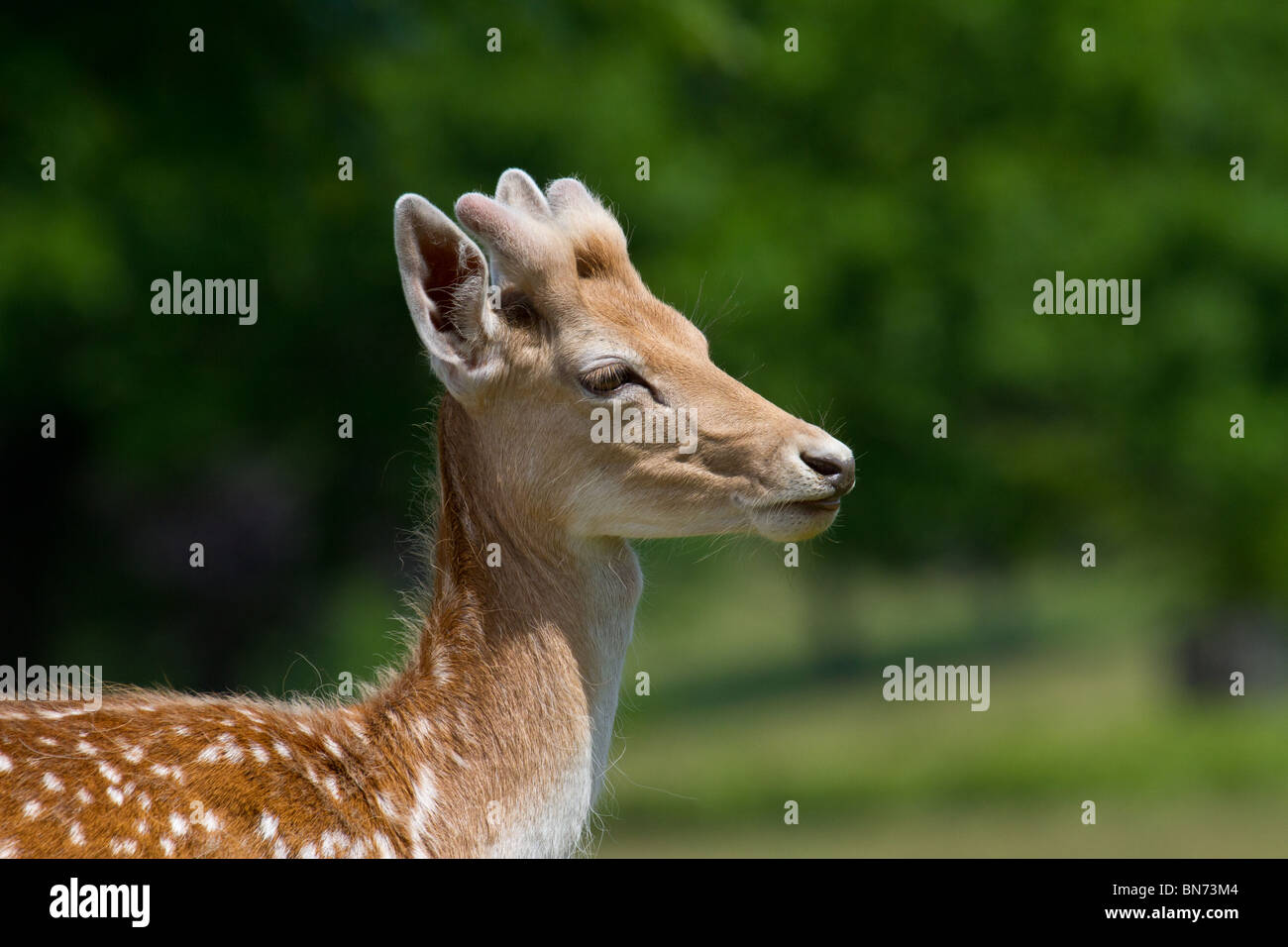 young male fallow deer Stock Photo - Alamy