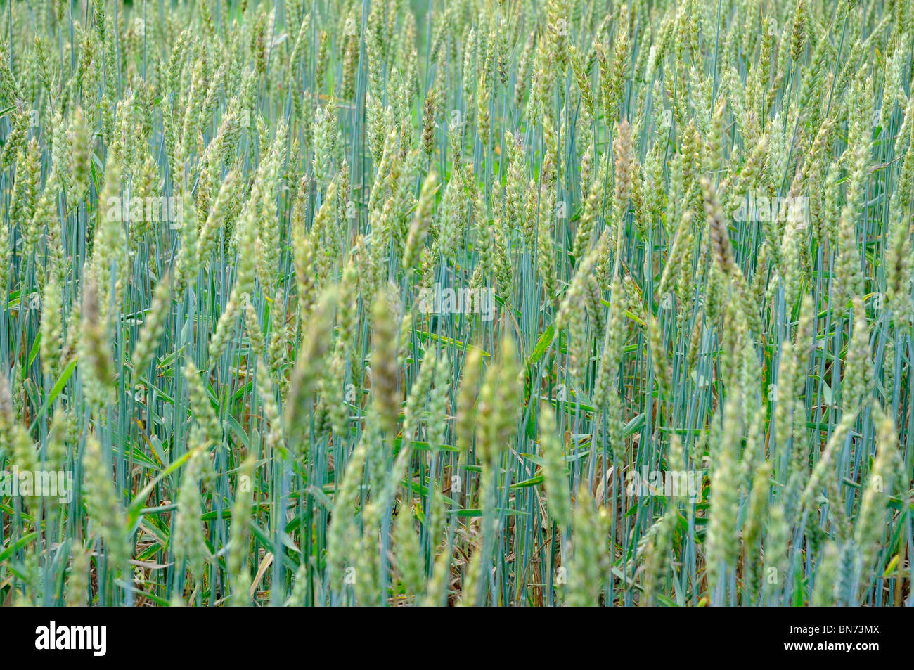Closeup of wheat growing in a field in Kentucky USA Stock Photo - Alamy