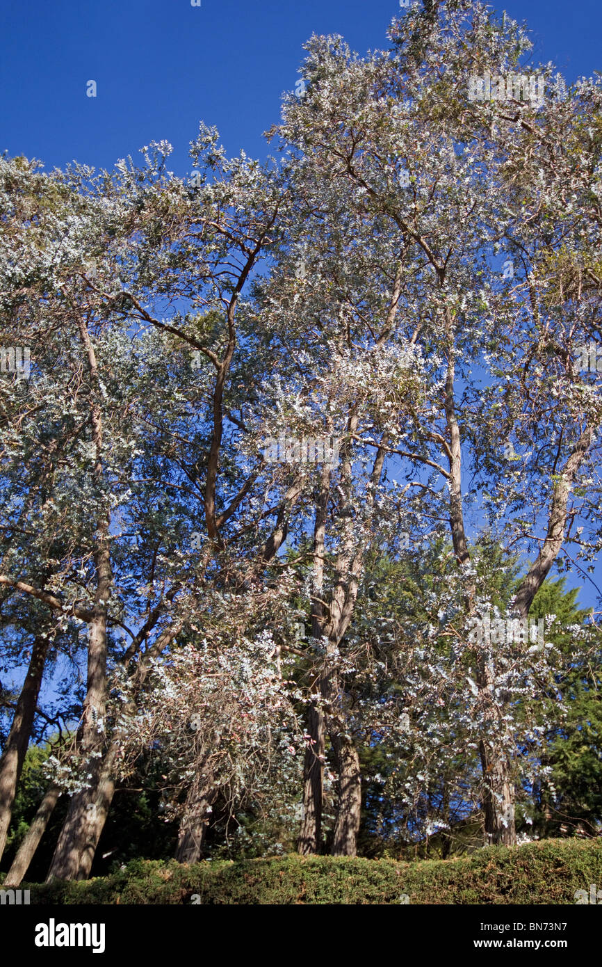 Eucalyptus polyanthemos hi-res stock photography and images - Alamy