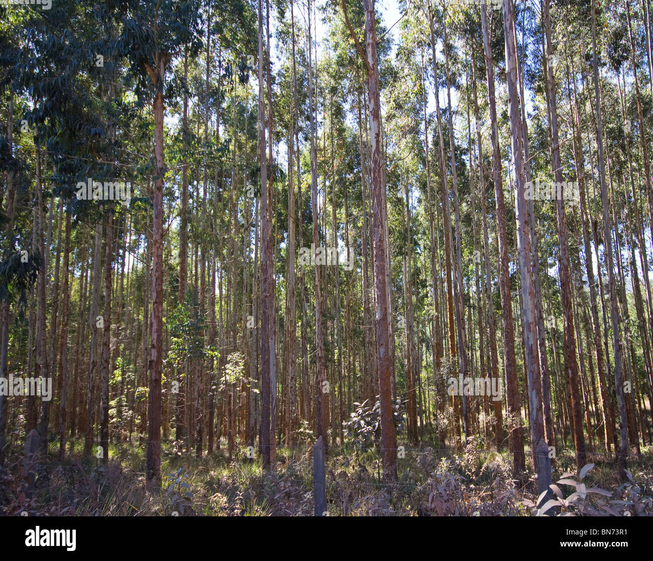 Agroforestry plant hi-res stock photography and images - Alamy