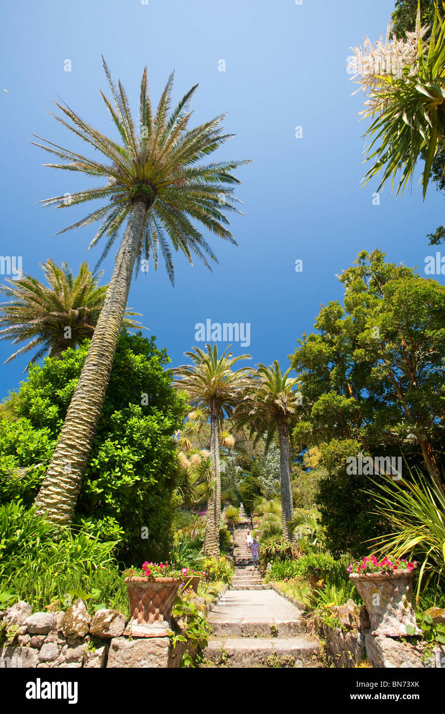 Tropical plants able to grow in the Abbey Gardens,Tresco,Scilly due to ...