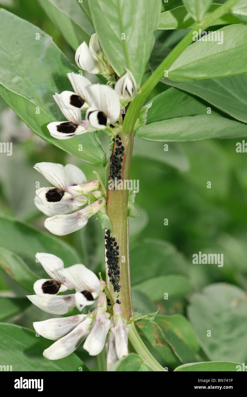 Early infestation of black bean aphids (Aphis fabae) on a broad bean ...