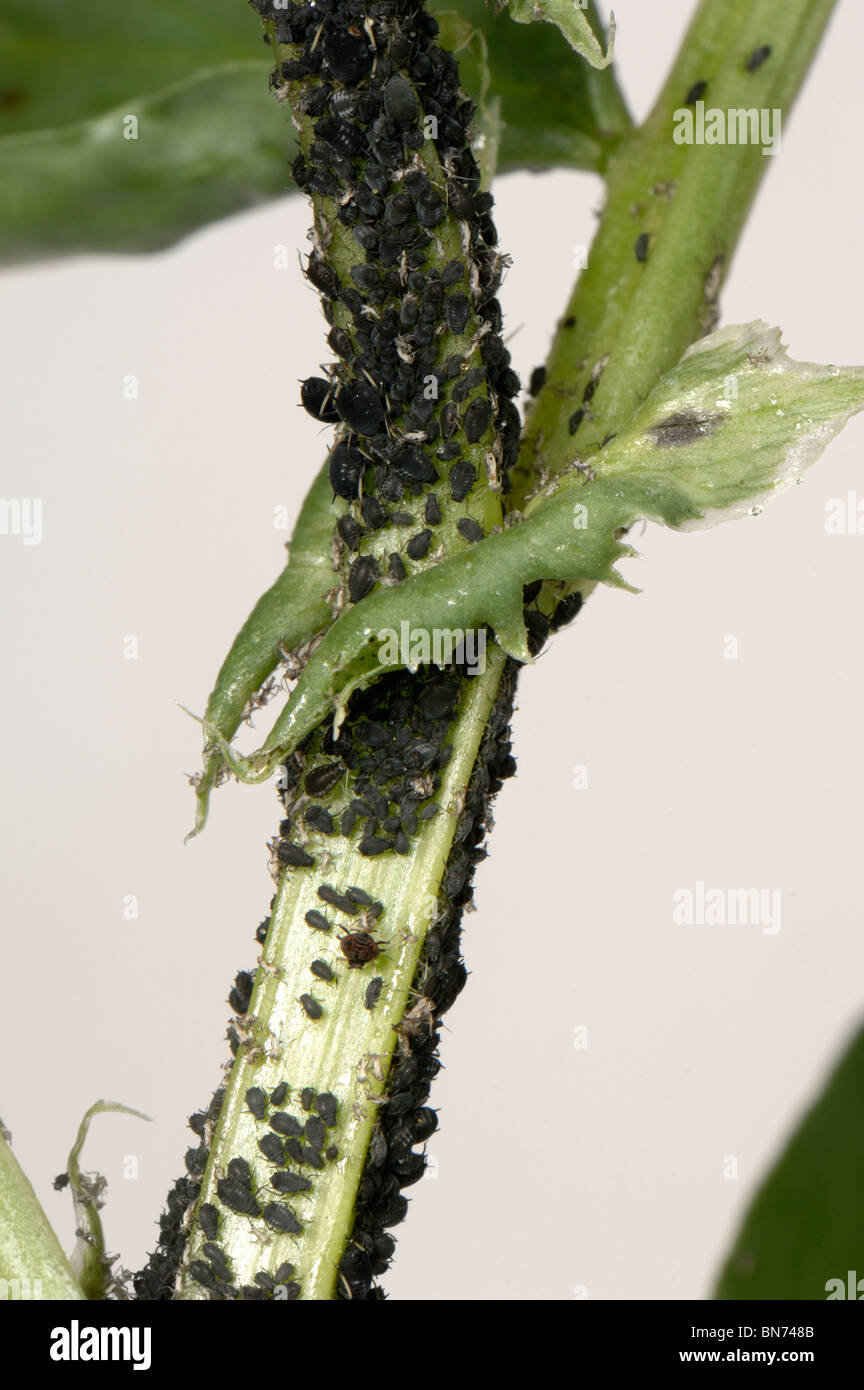 Infestation of black bean aphids (Aphis fabae) on a broad bean stem ...