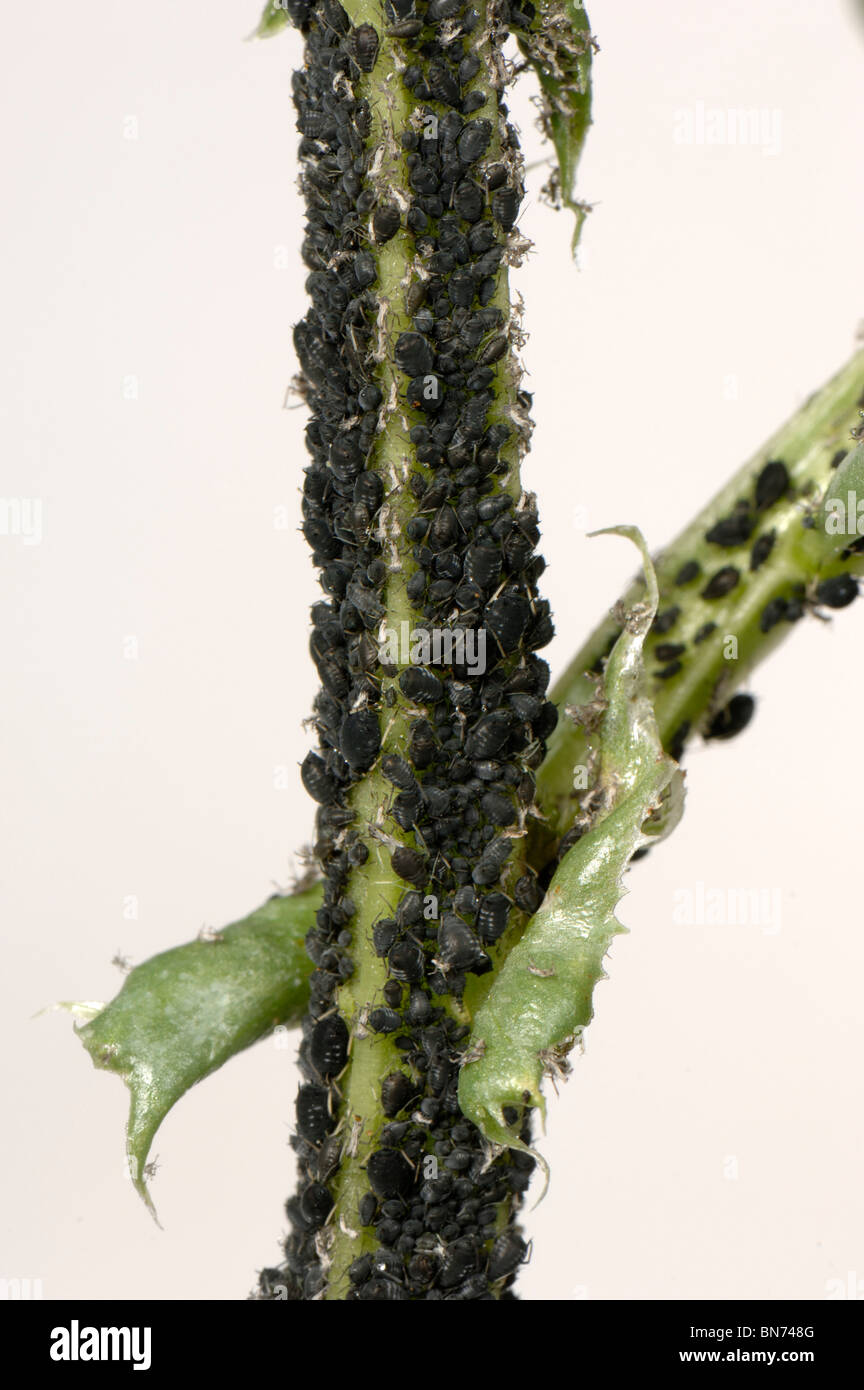 Infestation of black bean aphids (Aphis fabae) on a broad bean stem ...