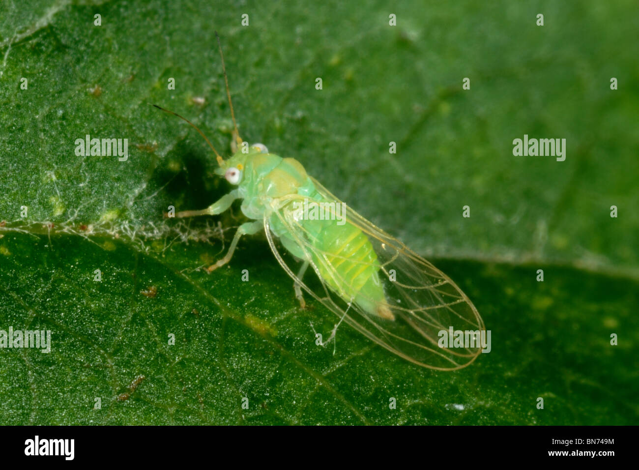 Psylla mali hi-res stock photography and images - Alamy