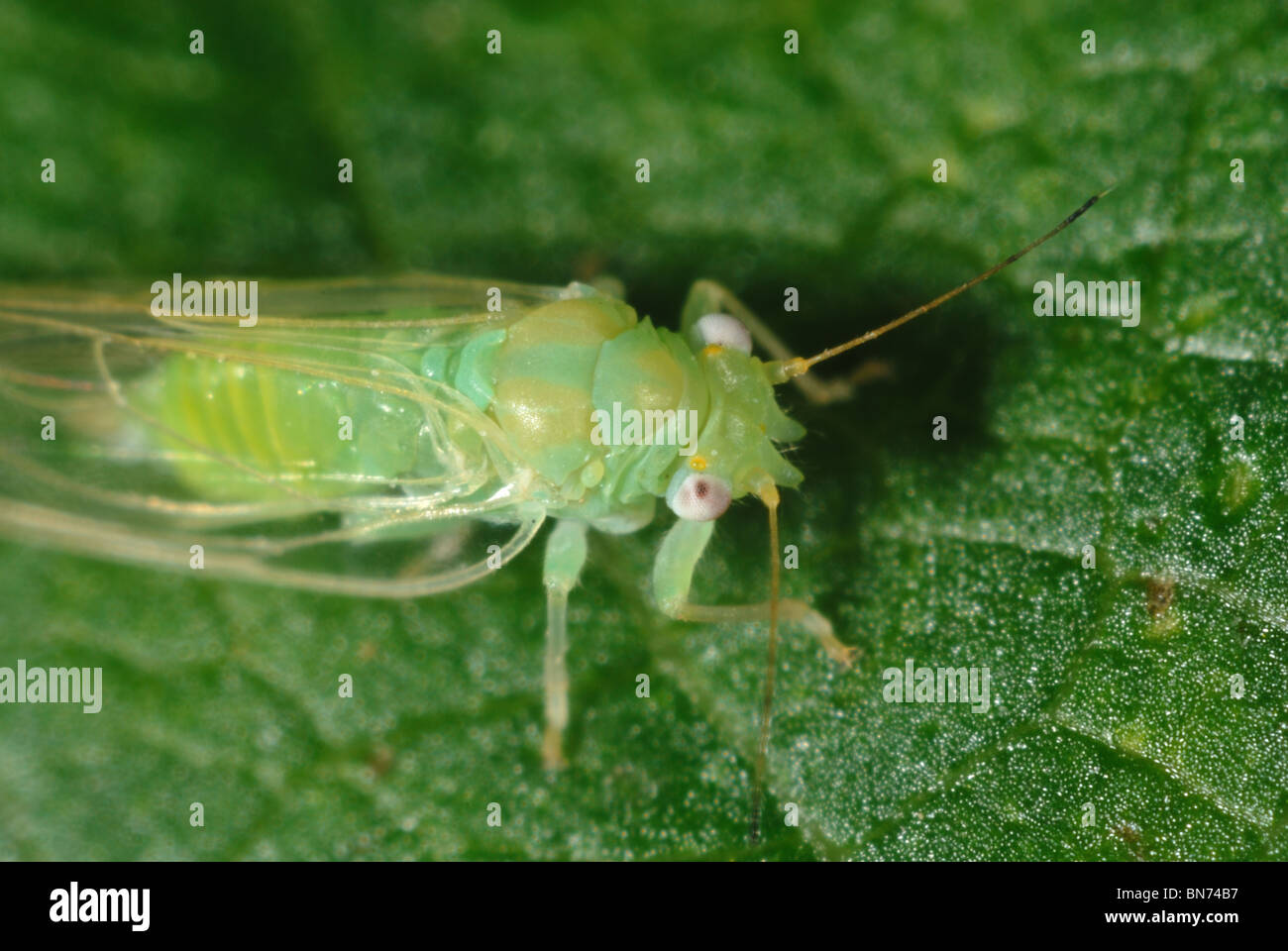 Psylla mali hi-res stock photography and images - Alamy