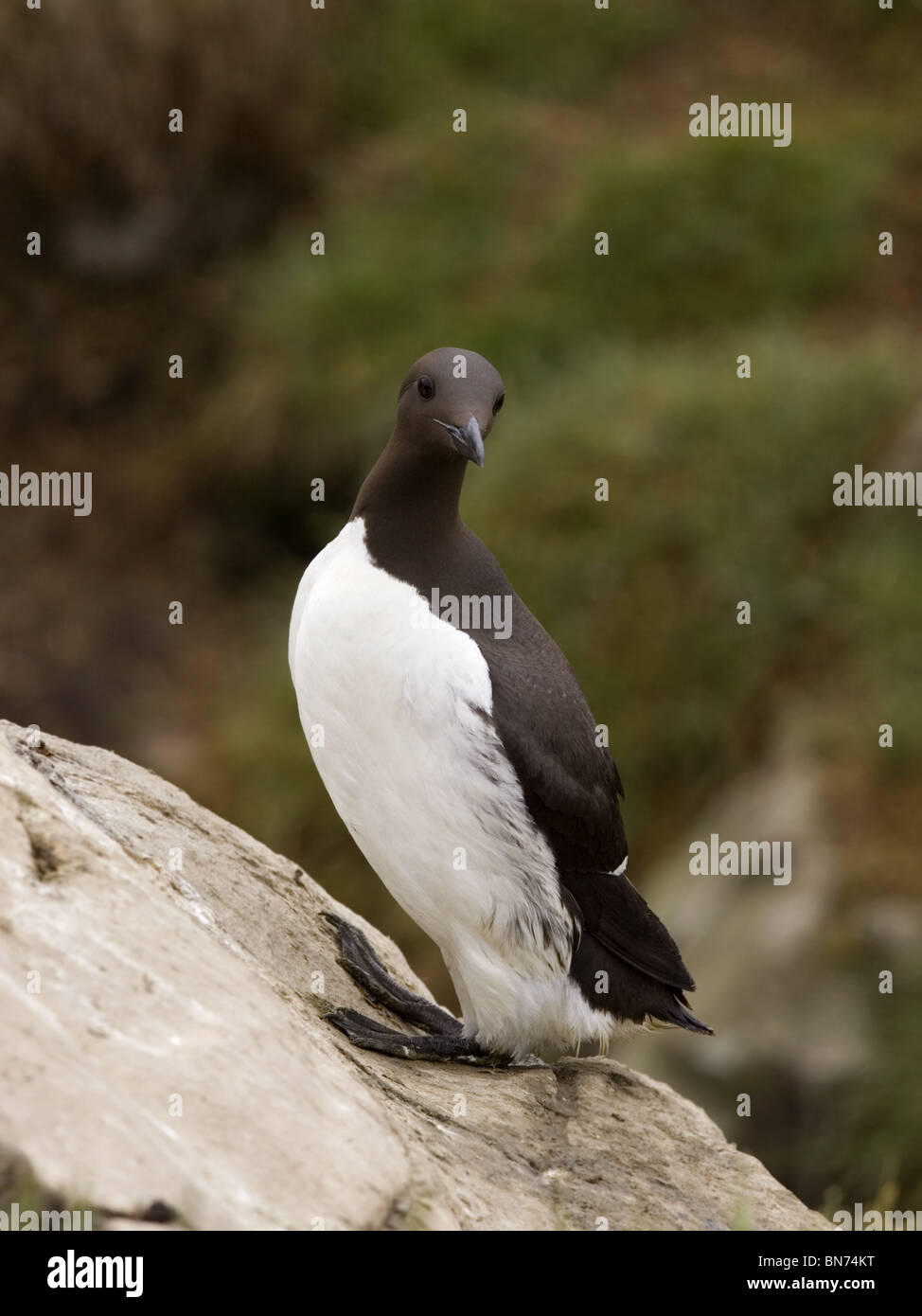 Common guillemot standing hi-res stock photography and images - Alamy