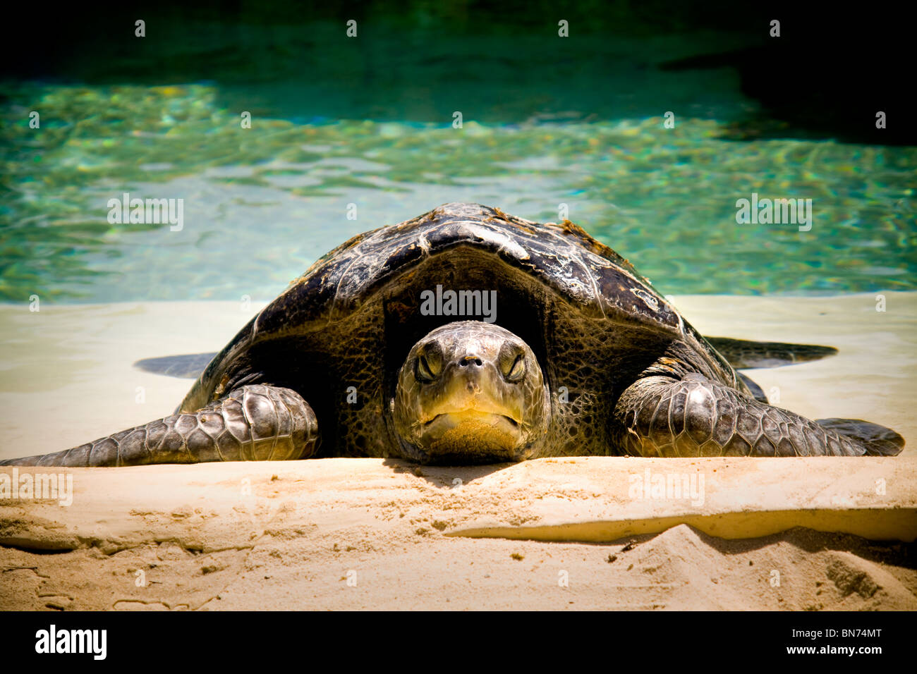 Sleepy turtle hi-res stock photography and images - Alamy