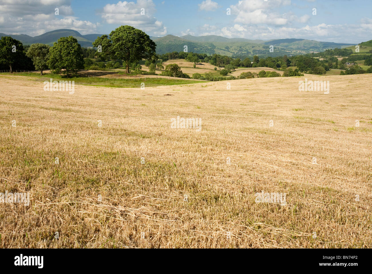 Fields drying out in the summer 2010 drought near Hawkshead, Lake ...