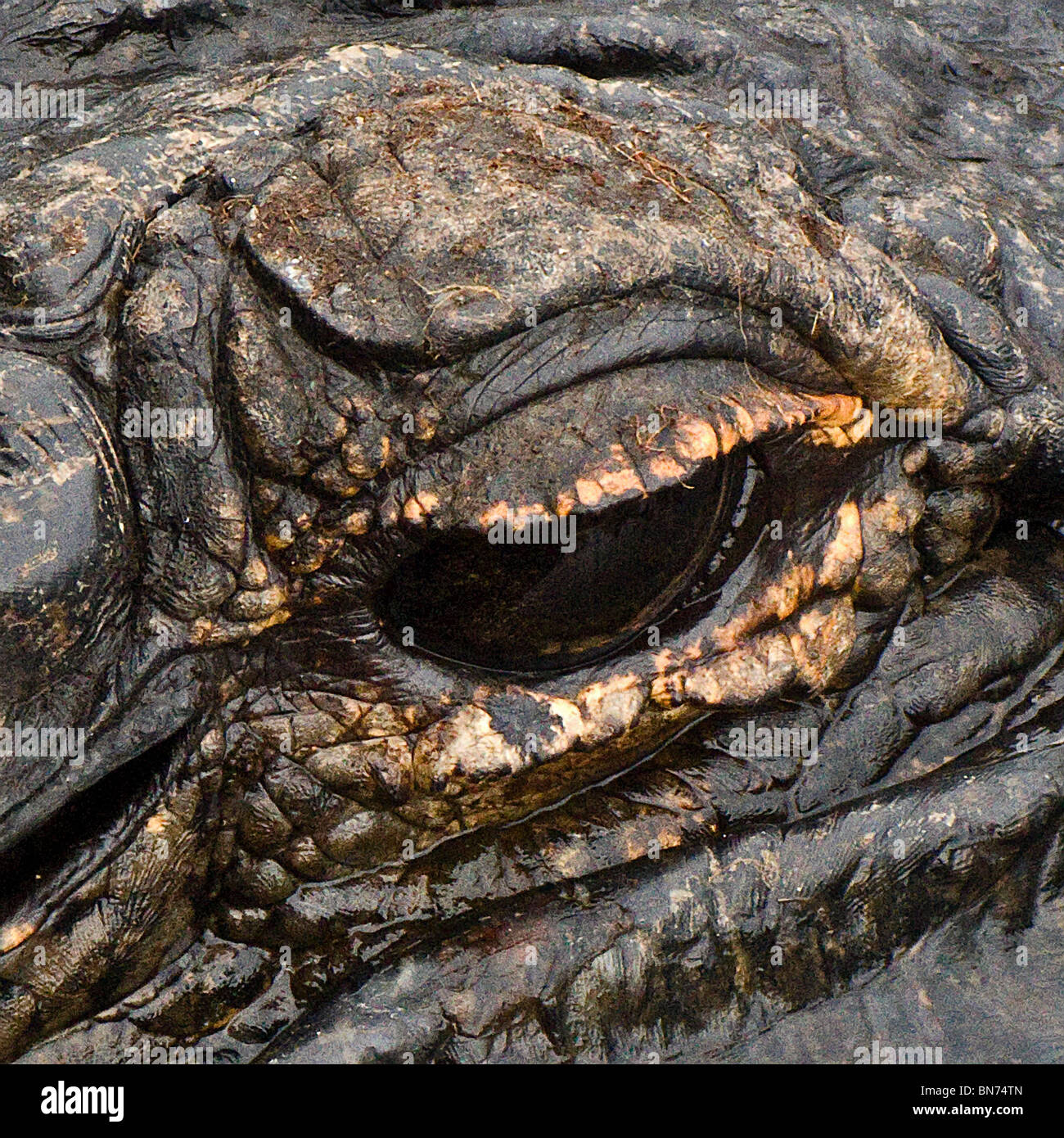 A close-up image of the eyeball of an alligator in the Okefenokee swamp ...