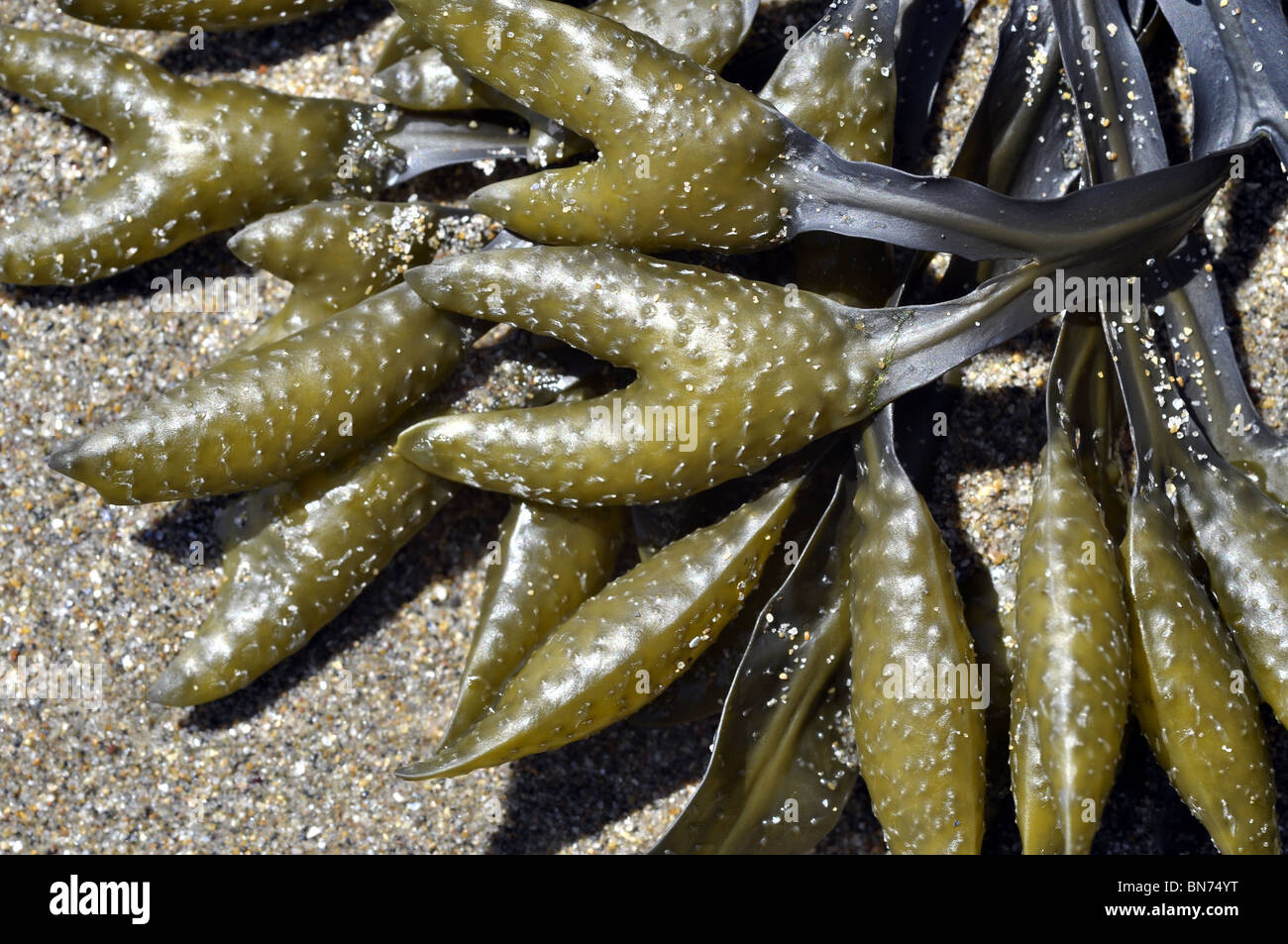 Seaweed algae hi-res stock photography and images - Alamy