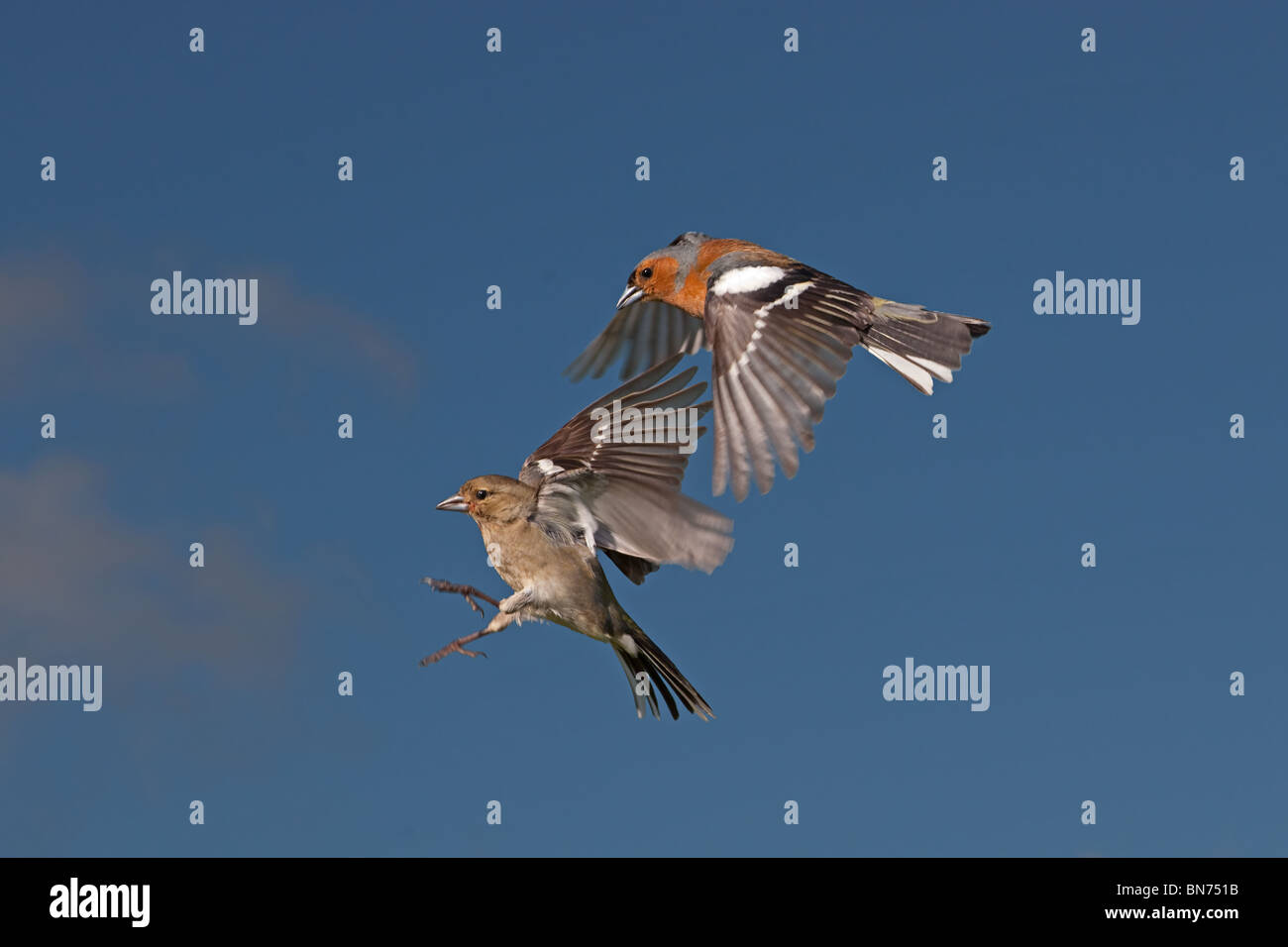 Chaffinch Fringilla coelebs Male and female in flight against a blue ...