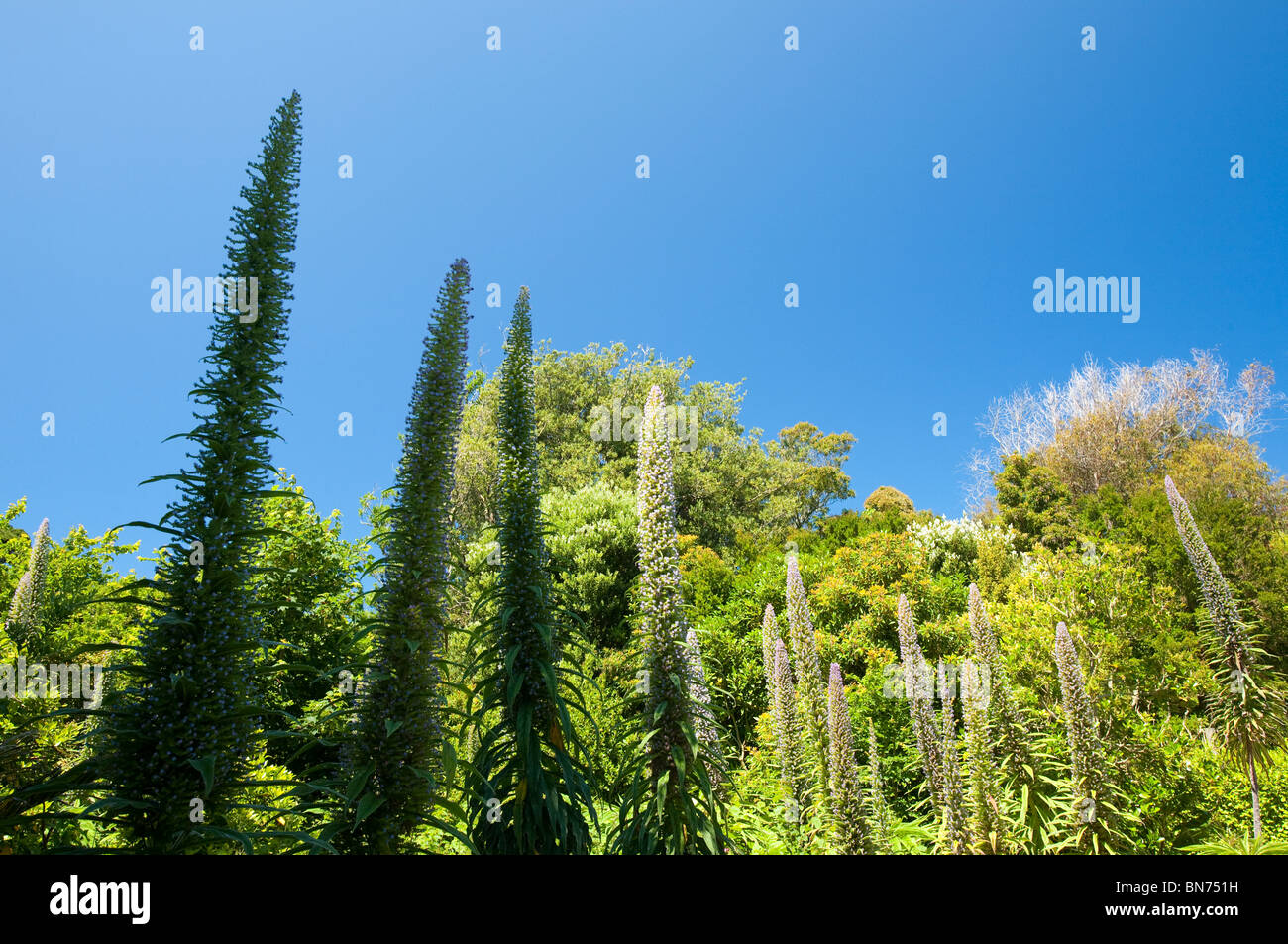 Tropical plants able to grow in the Abbey Gardens,Tresco,Scilly due to ...