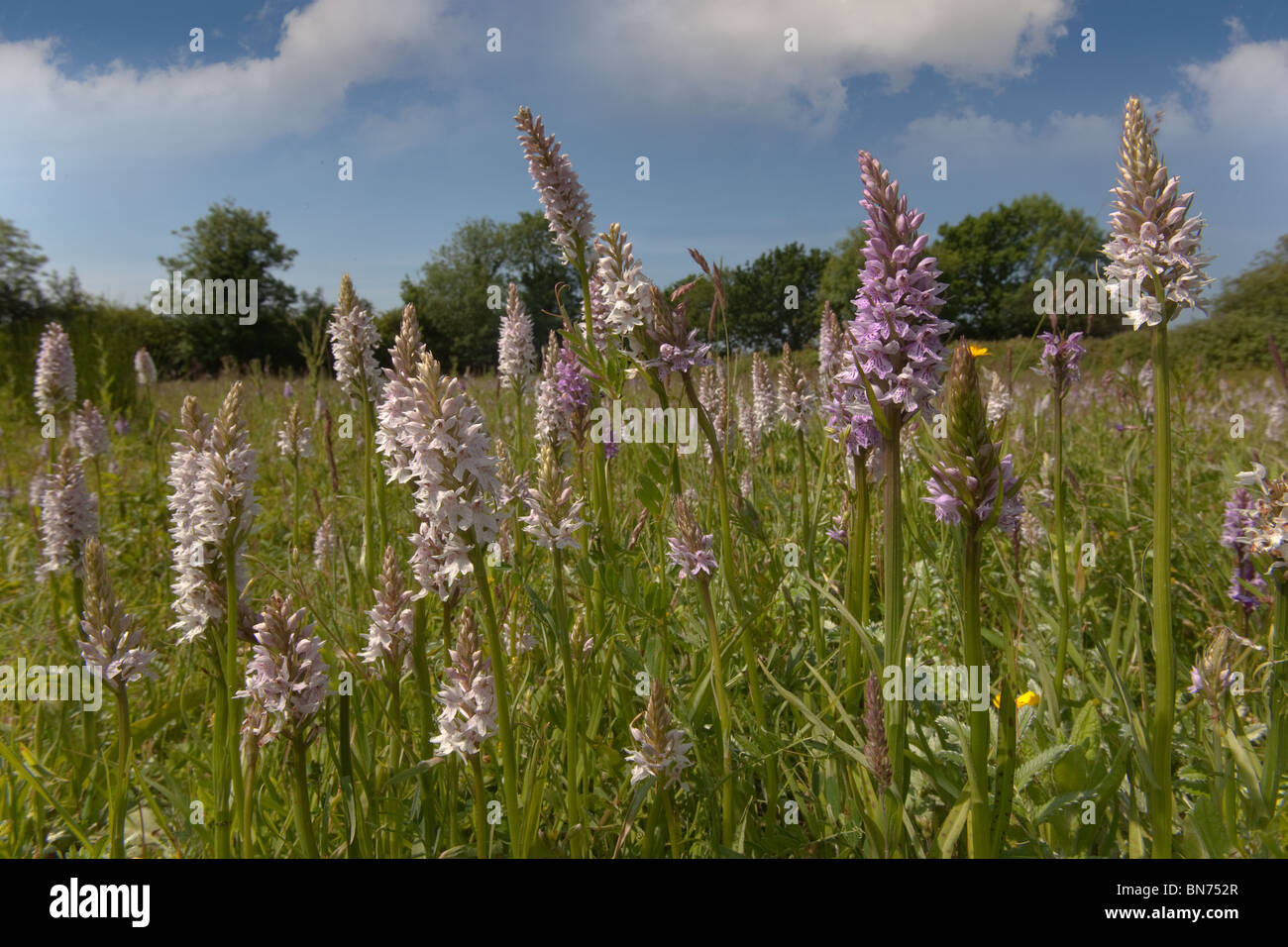 Southrepps Common High Resolution Stock Photography and Images - Alamy