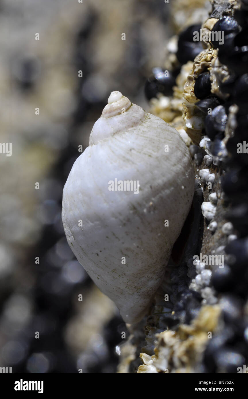 Nucella Lapillus High Resolution Stock Photography and Images - Alamy