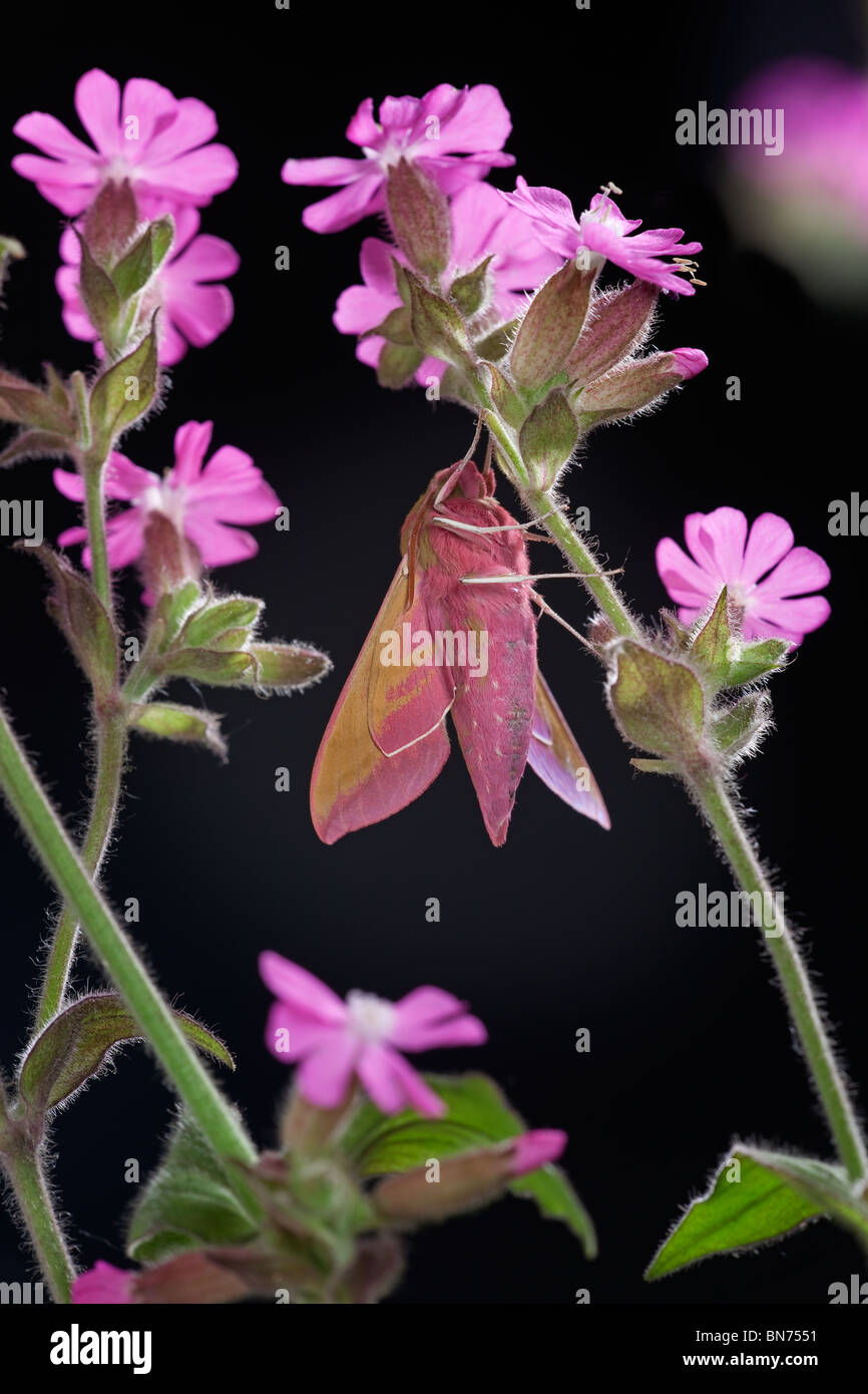 Nocturnal flower pollinators hi-res stock photography and images - Alamy