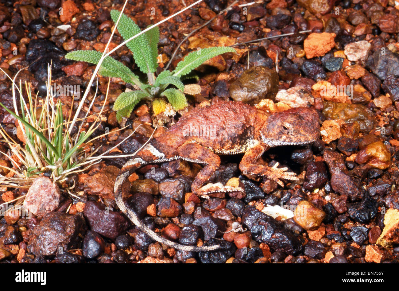 Earless dragon hi-res stock photography and images - Alamy