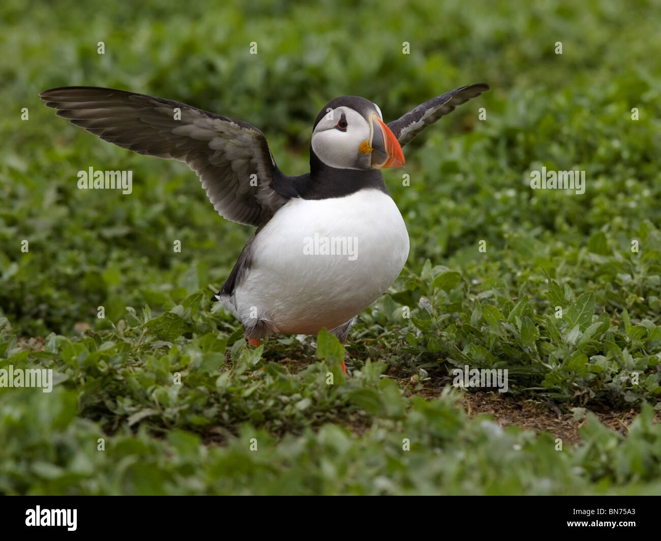 Puffin with wings raised Stock Photo - Alamy