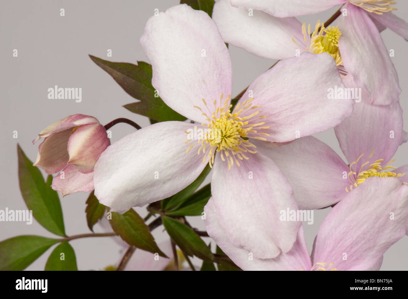 Clematis montana 'Elizabeth' flowers against a white background Stock ...