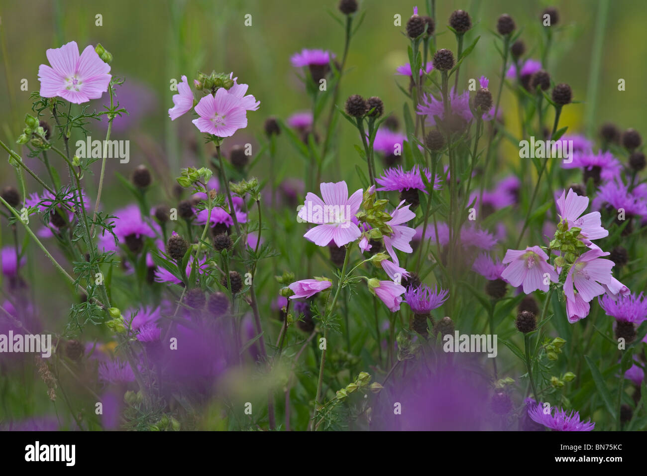 Musk Mallow Malva moschata and Greater Knapweed Centaurea scabiosa ...