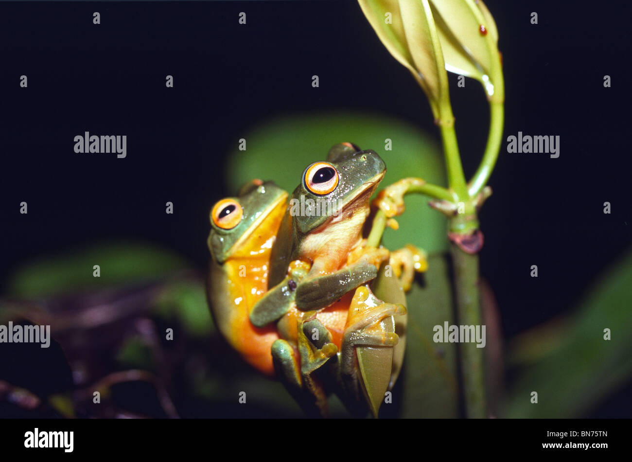 Orange-thighed frogs (Litoria xanthomera) in amplexus, Mossman Gorge ...