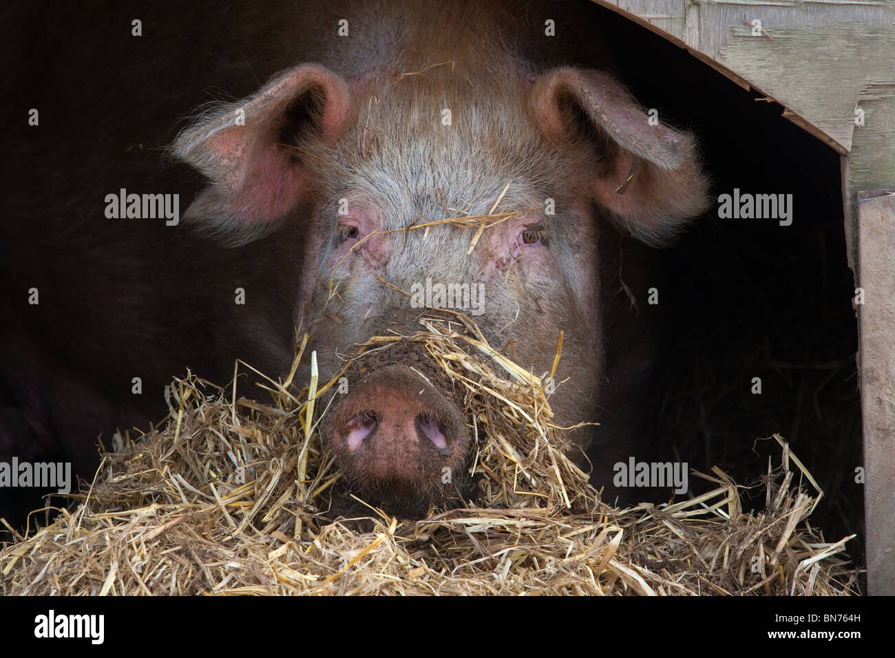 Large White Sow in free range ark Stock Photo - Alamy