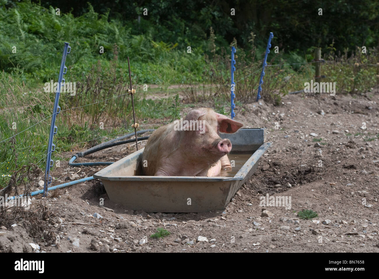Pig cooling off in Wallow Bath Stock Photo - Alamy