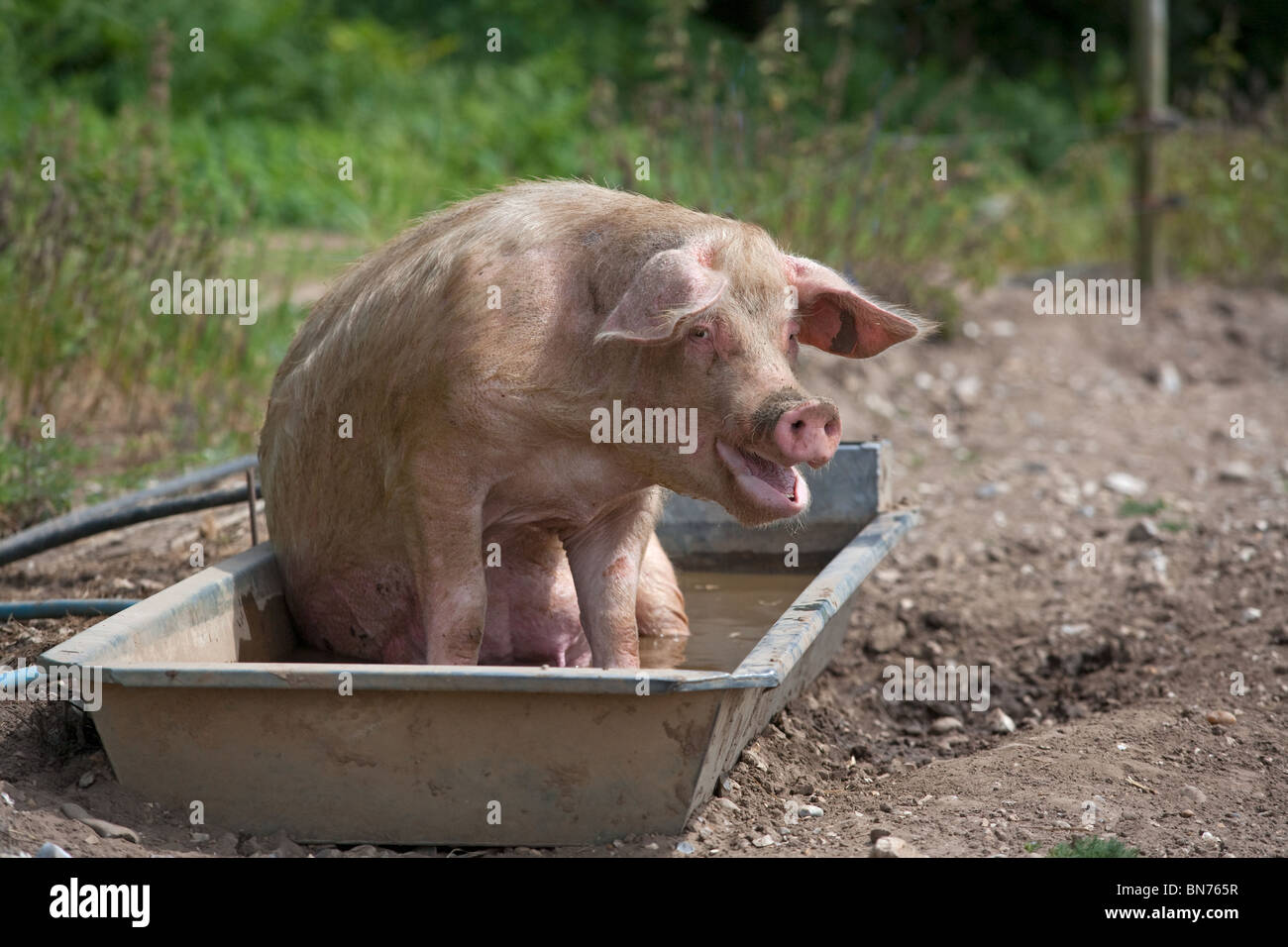 Pig cooling off in Wallow Bath Stock Photo - Alamy