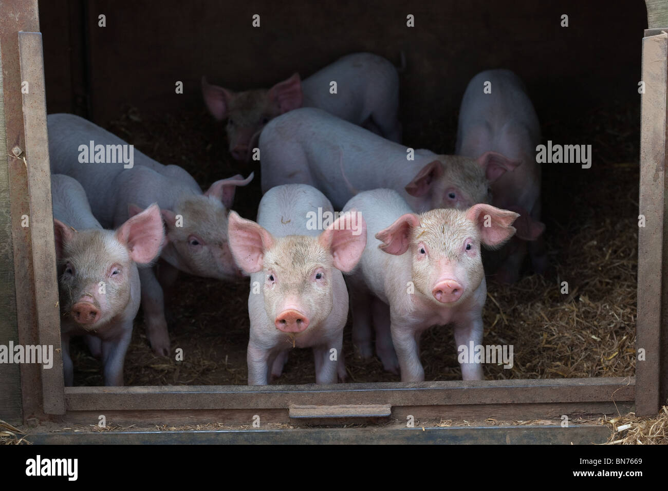 Cute Piglets High Resolution Stock Photography and Images - Alamy