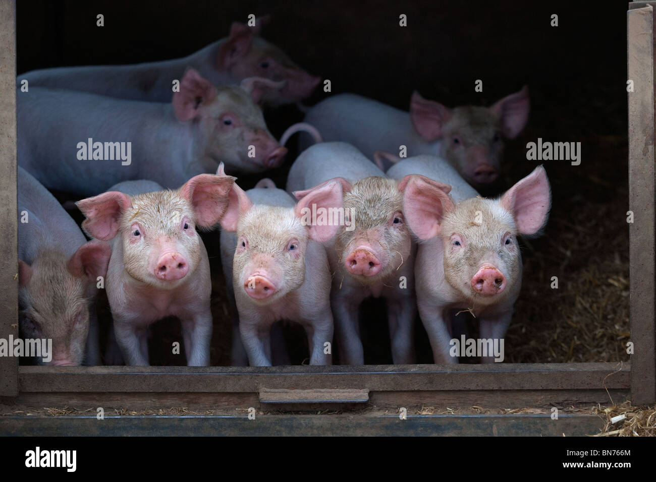 Cute Piglets High Resolution Stock Photography and Images - Alamy