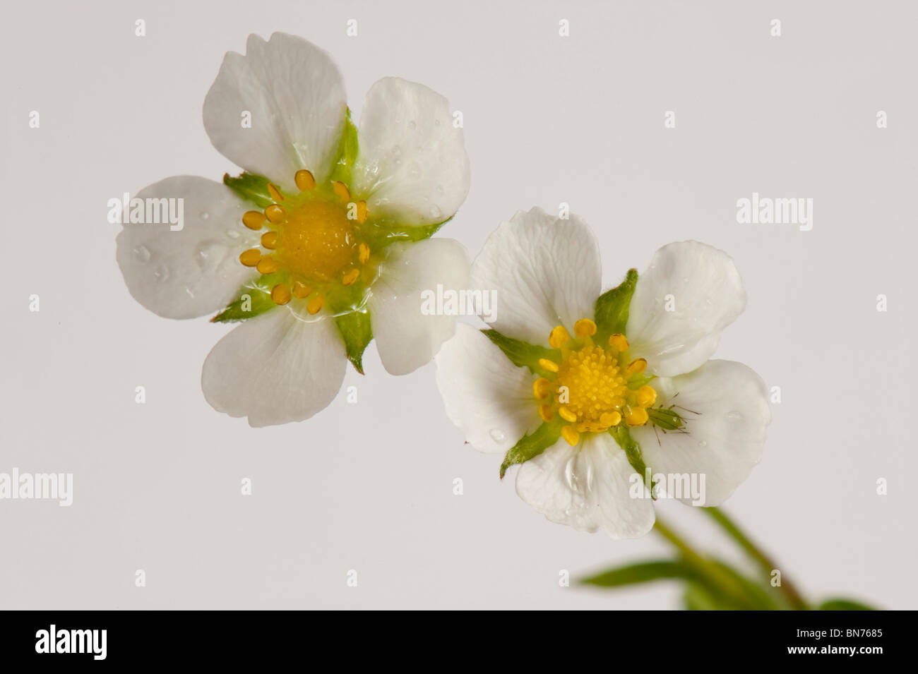 Wild strawberry (Fragaria vesca) flower showing petals, calyx and ...