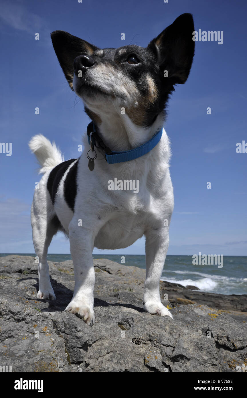 Jack Russell dog Stock Photo - Alamy