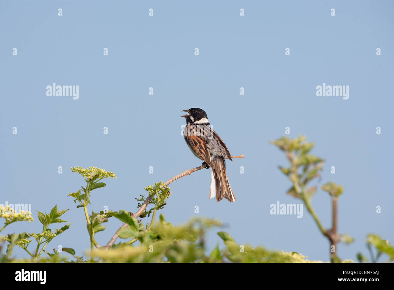 Male Reed Bunting Emberiza schoeniclus singing on reed at cley nature ...