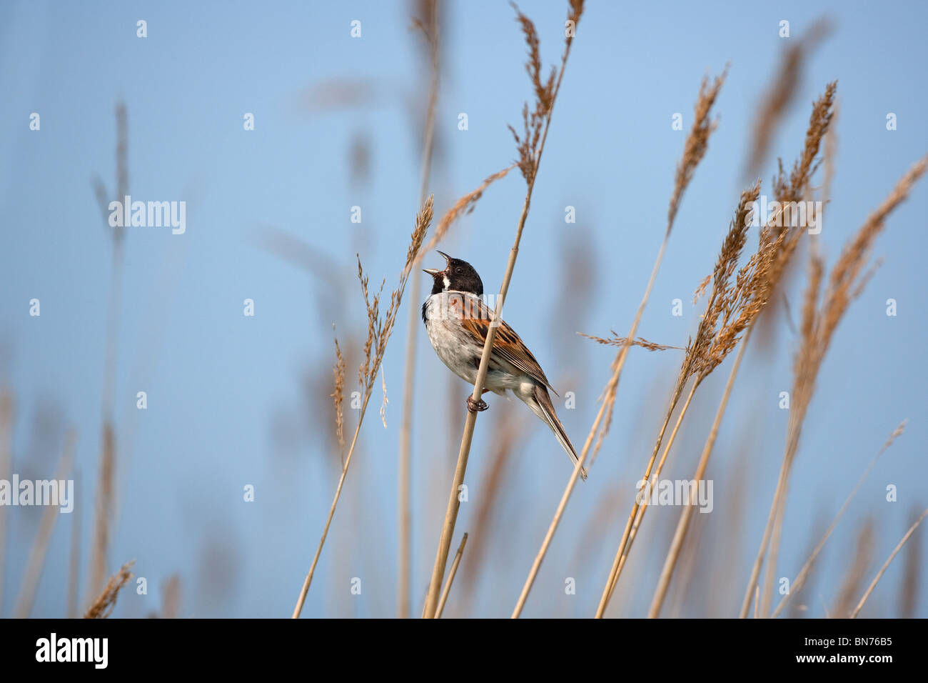 Male Reed Bunting Emberiza schoeniclus singing on reed at cley nature ...