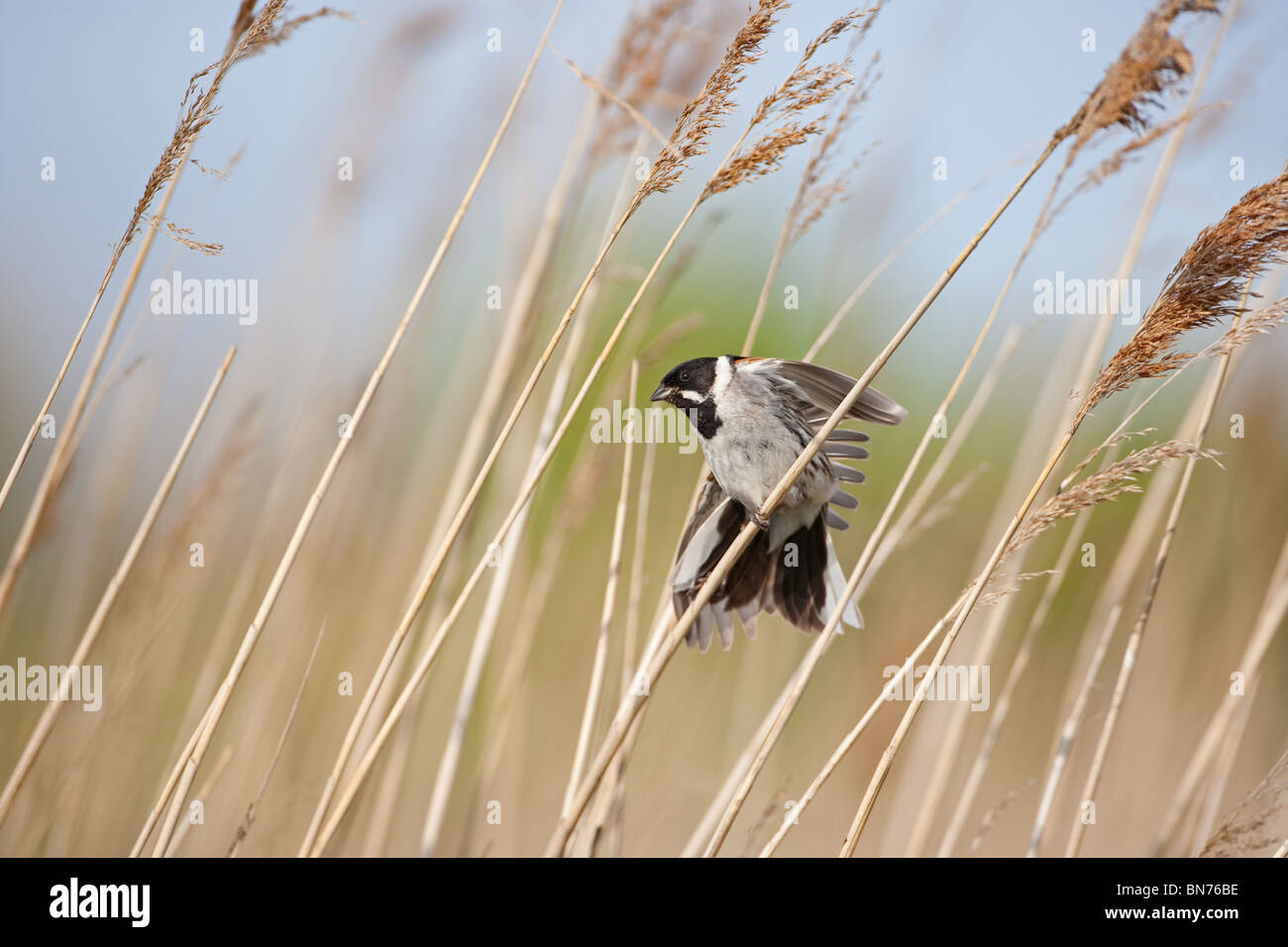 Male Reed Bunting Emberiza schoeniclus singing on reed at cley nature ...