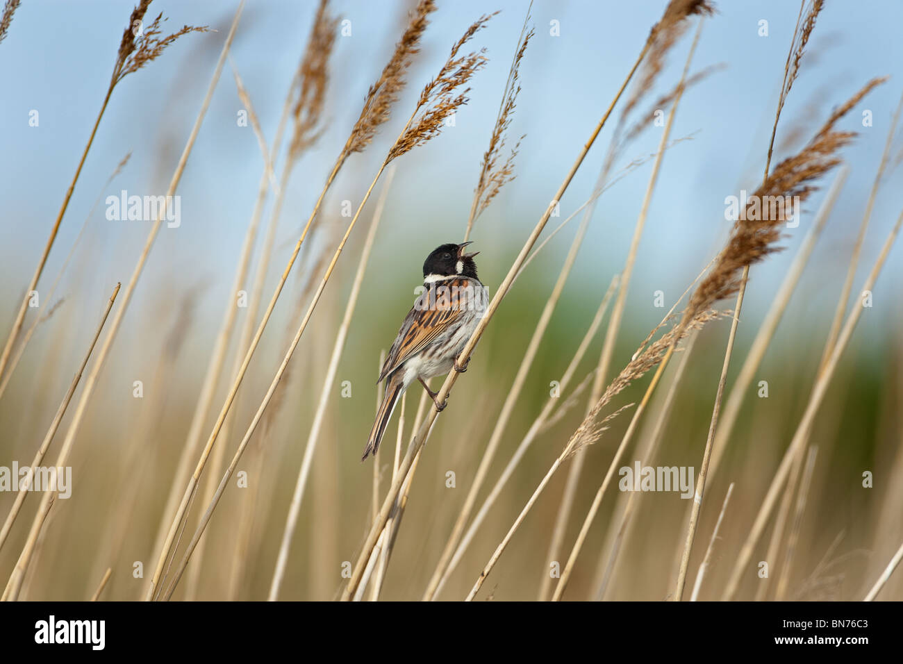 Male Reed Bunting Emberiza schoeniclus singing on reed at cley nature ...