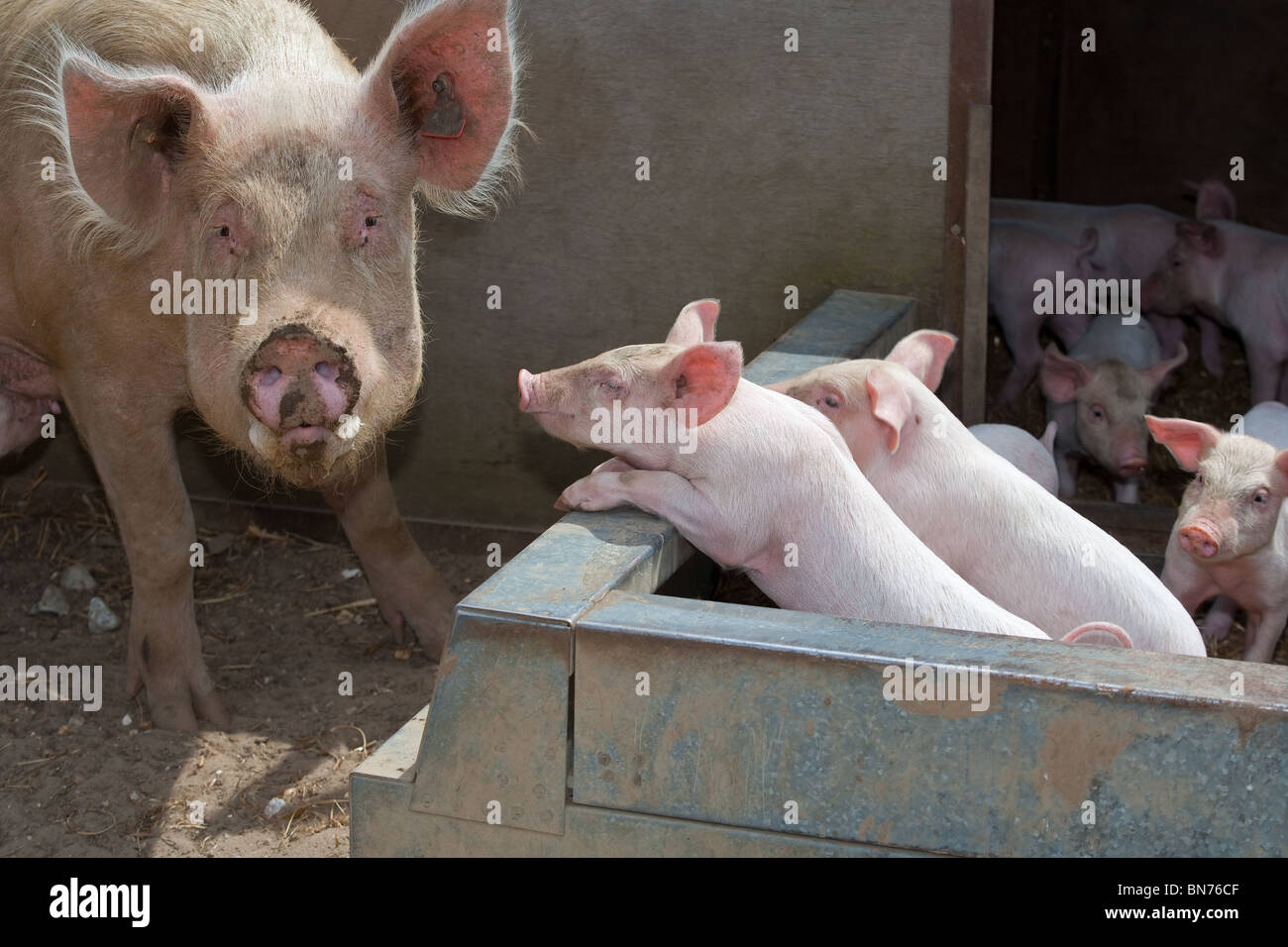 Sow & Free range Piglets at 4 weeks old Stock Photo - Alamy