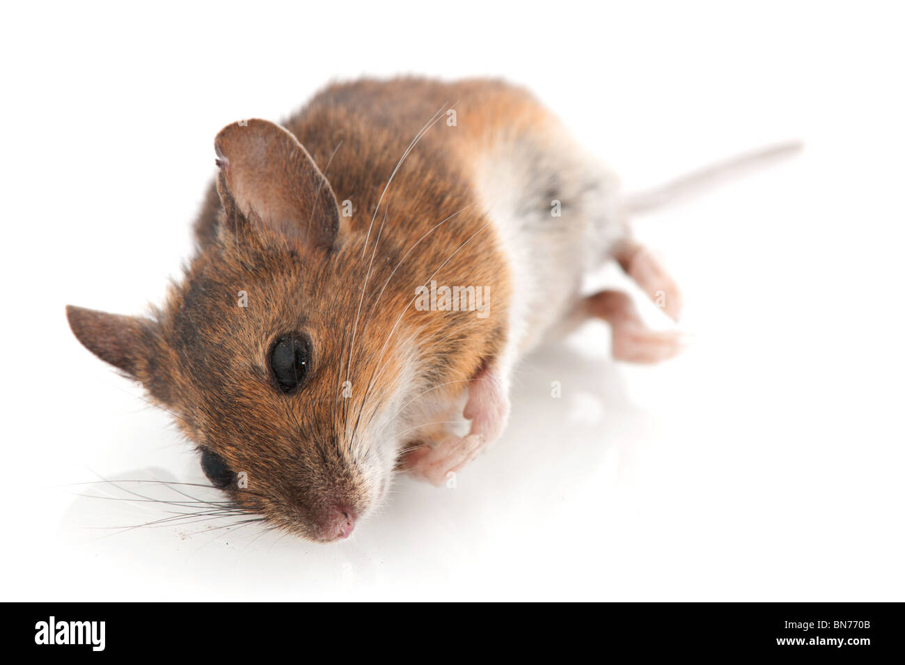 Dead mouse hi-res stock photography and images - Alamy