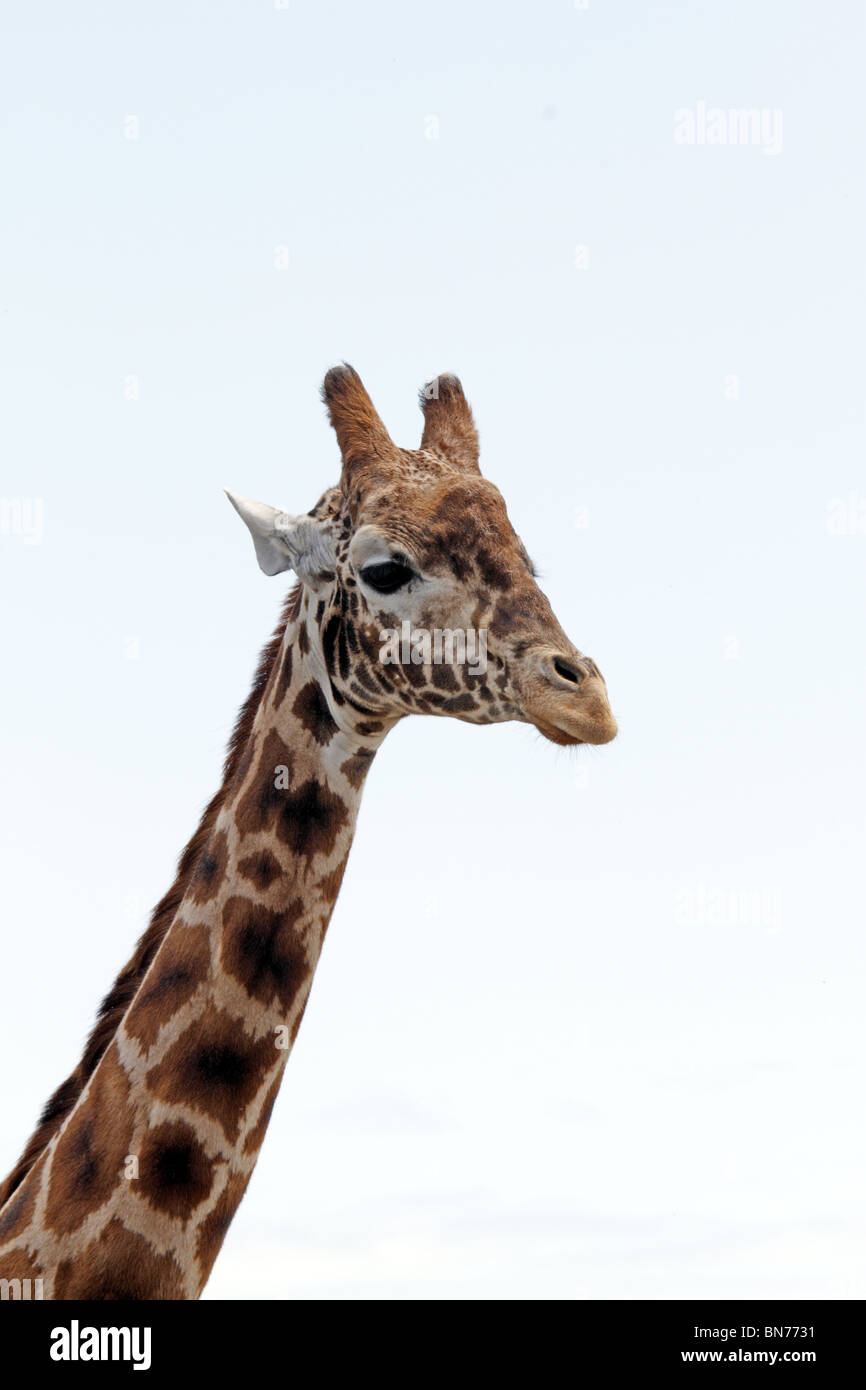 Close up of a Rothschild Giraffes head showing detail and camouflage ...