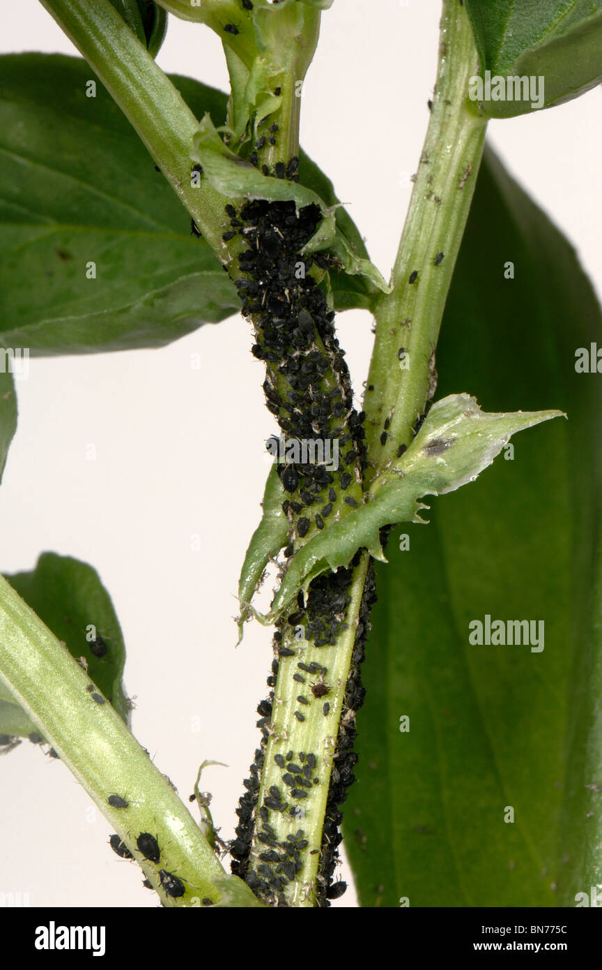 Infestation of black bean aphids (Aphis fabae) on a broad bean stem ...